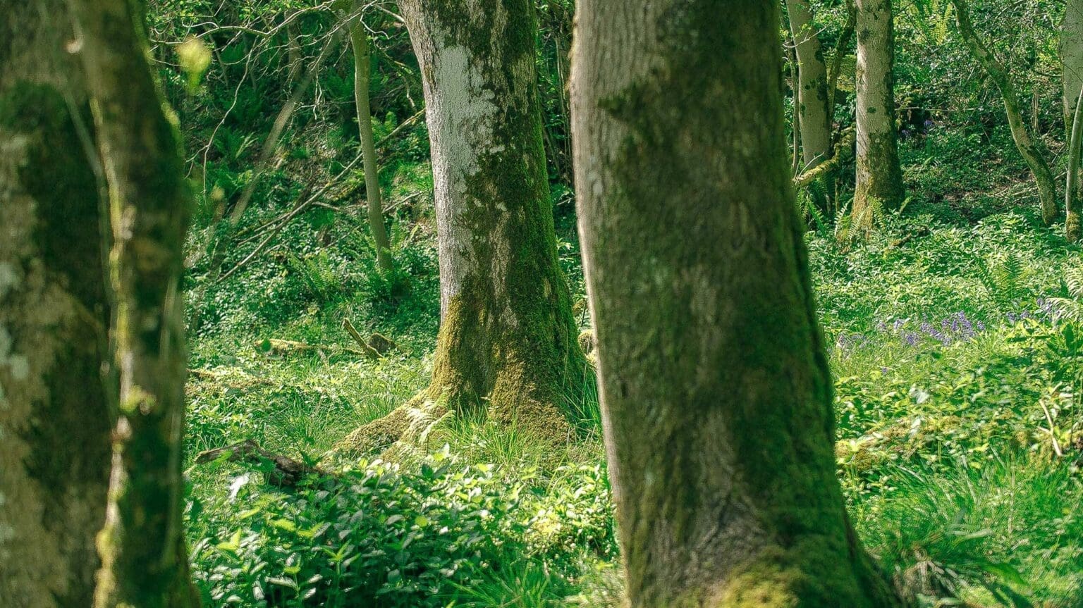 Dylan Thomas’ Rebellion: Welsh Poetry, Life, And Death